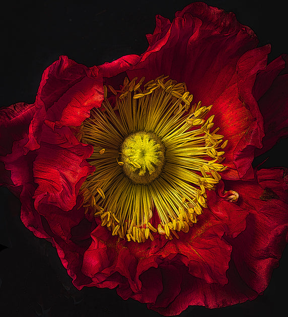 POPPY: CODE RED – Just Jonna
